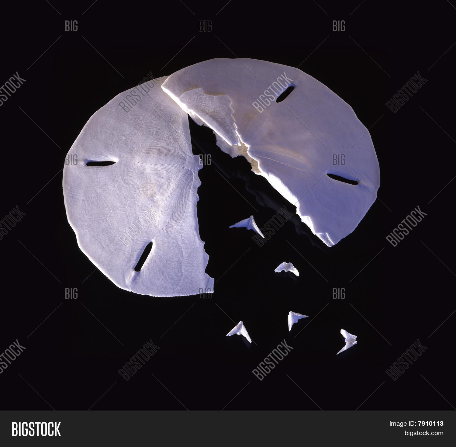 Broken Sand Dollar Image & Photo (Free Trial) | Bigstock