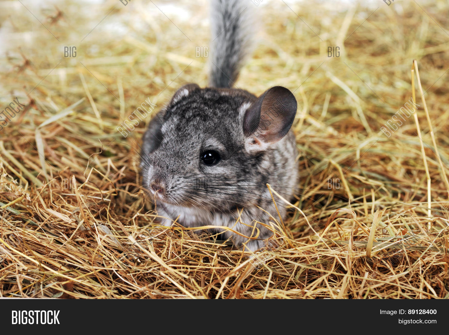Grey Nice Chinchilla Image & Photo (Free Trial) | Bigstock