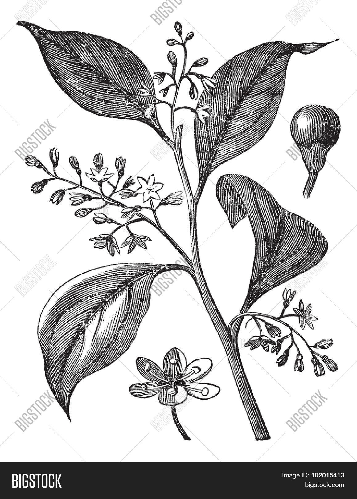 Camphrier Officinal Vector & Photo (Free Trial) | Bigstock