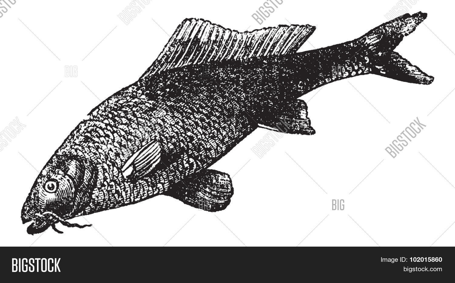 Cyprinus Carpio Vector & Photo (Free Trial) | Bigstock