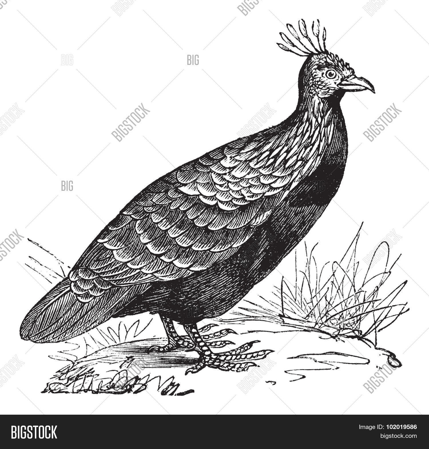 Himalayan Monal Vector & Photo (Free Trial) | Bigstock