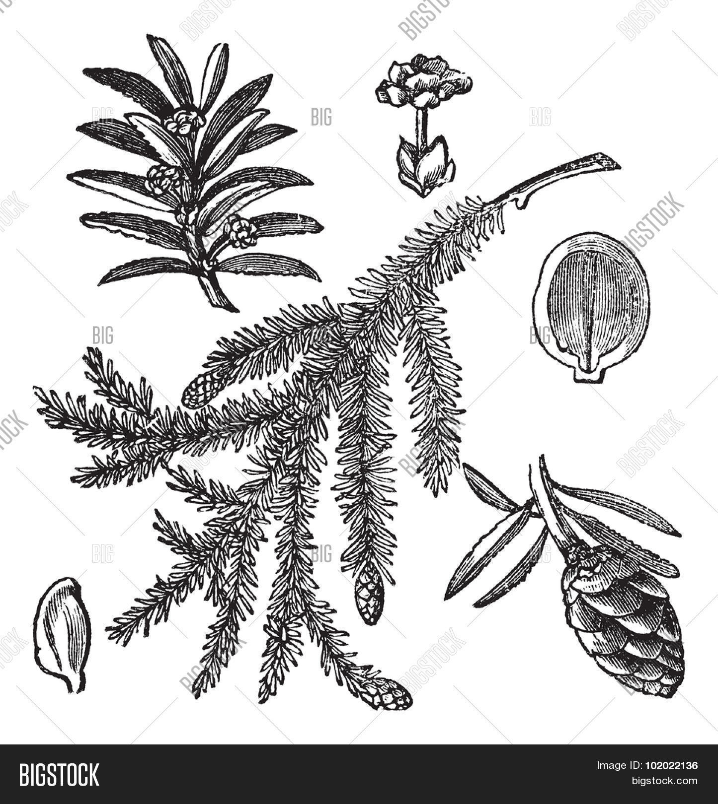 Canadian Hemlock Vector & Photo (Free Trial) | Bigstock