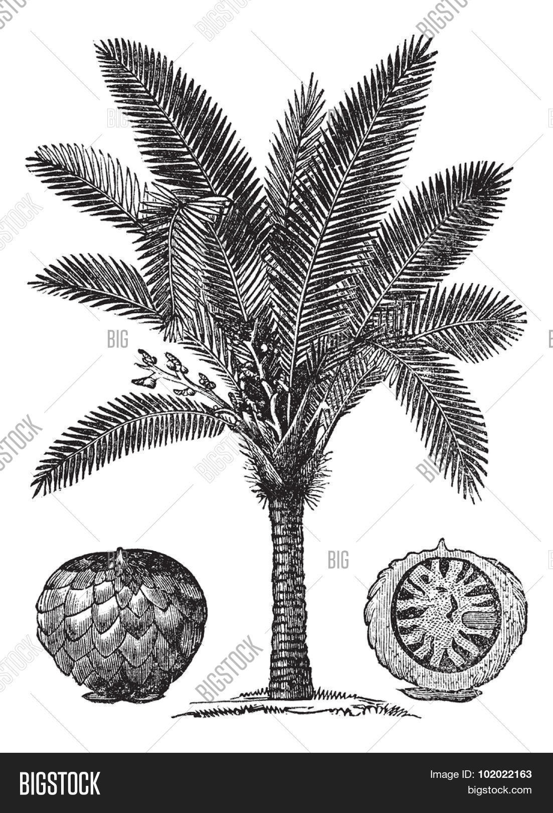 Sago Palm Metroxylon Vector & Photo (Free Trial) | Bigstock