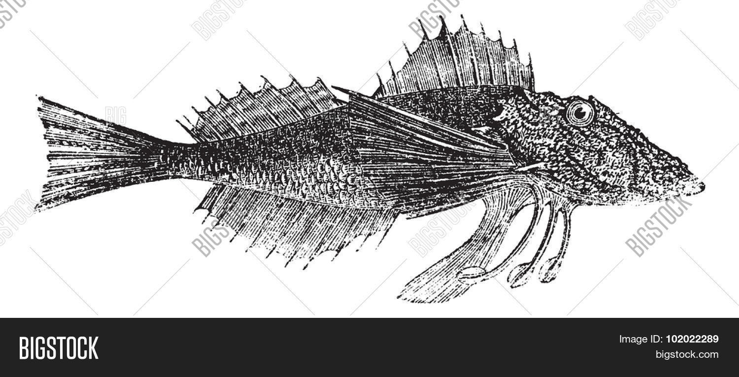 Common Sea Robin Vector & Photo (Free Trial) | Bigstock