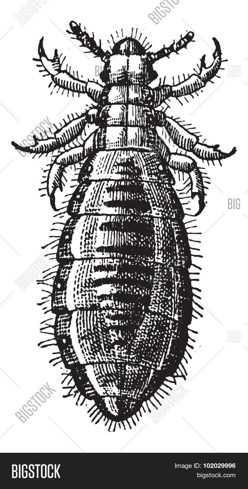 Fig 17. Louse Diptera Vector & Photo (Free Trial) | Bigstock