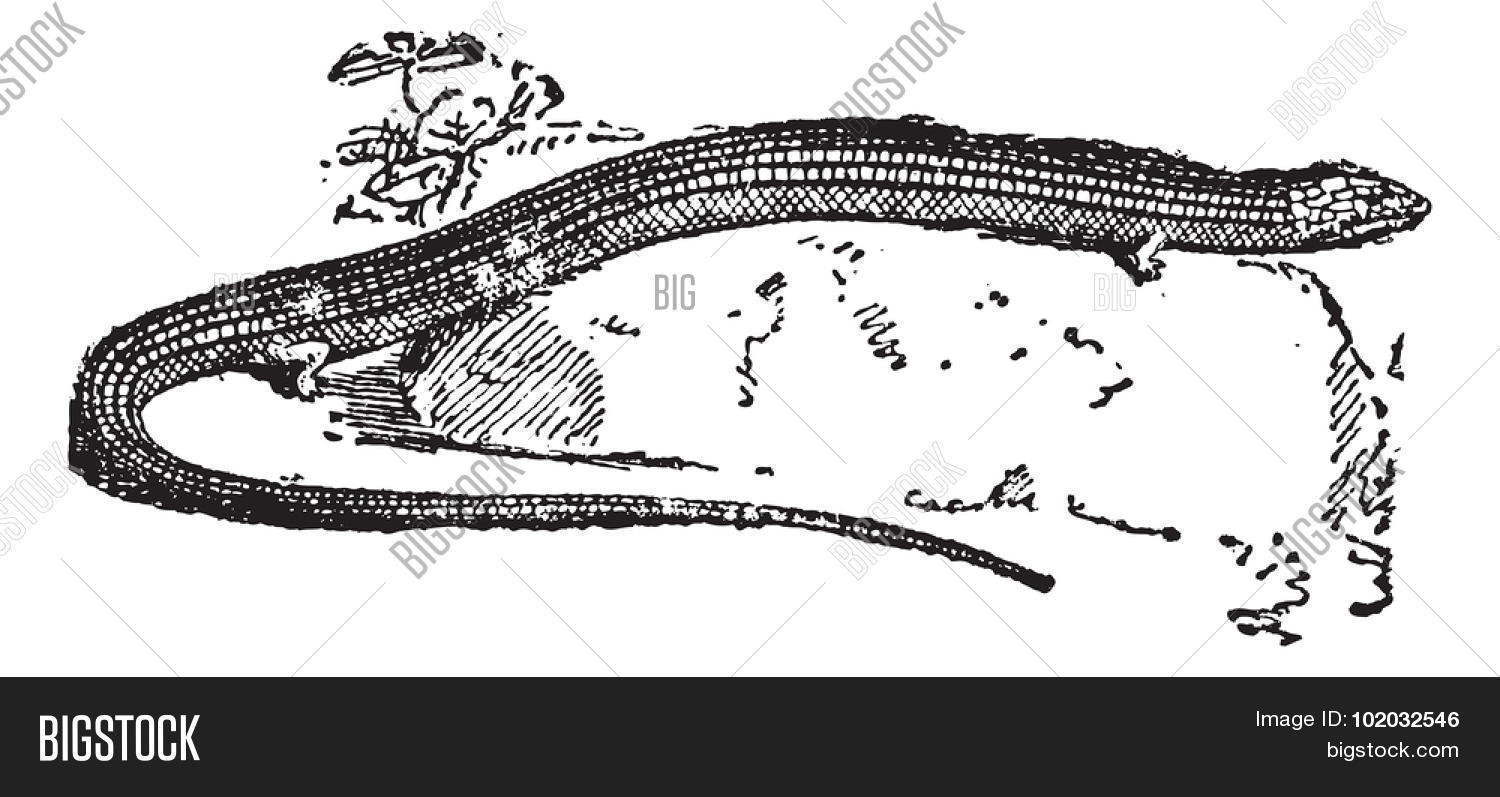 Seps, Snake Medieval Vector & Photo (Free Trial) | Bigstock