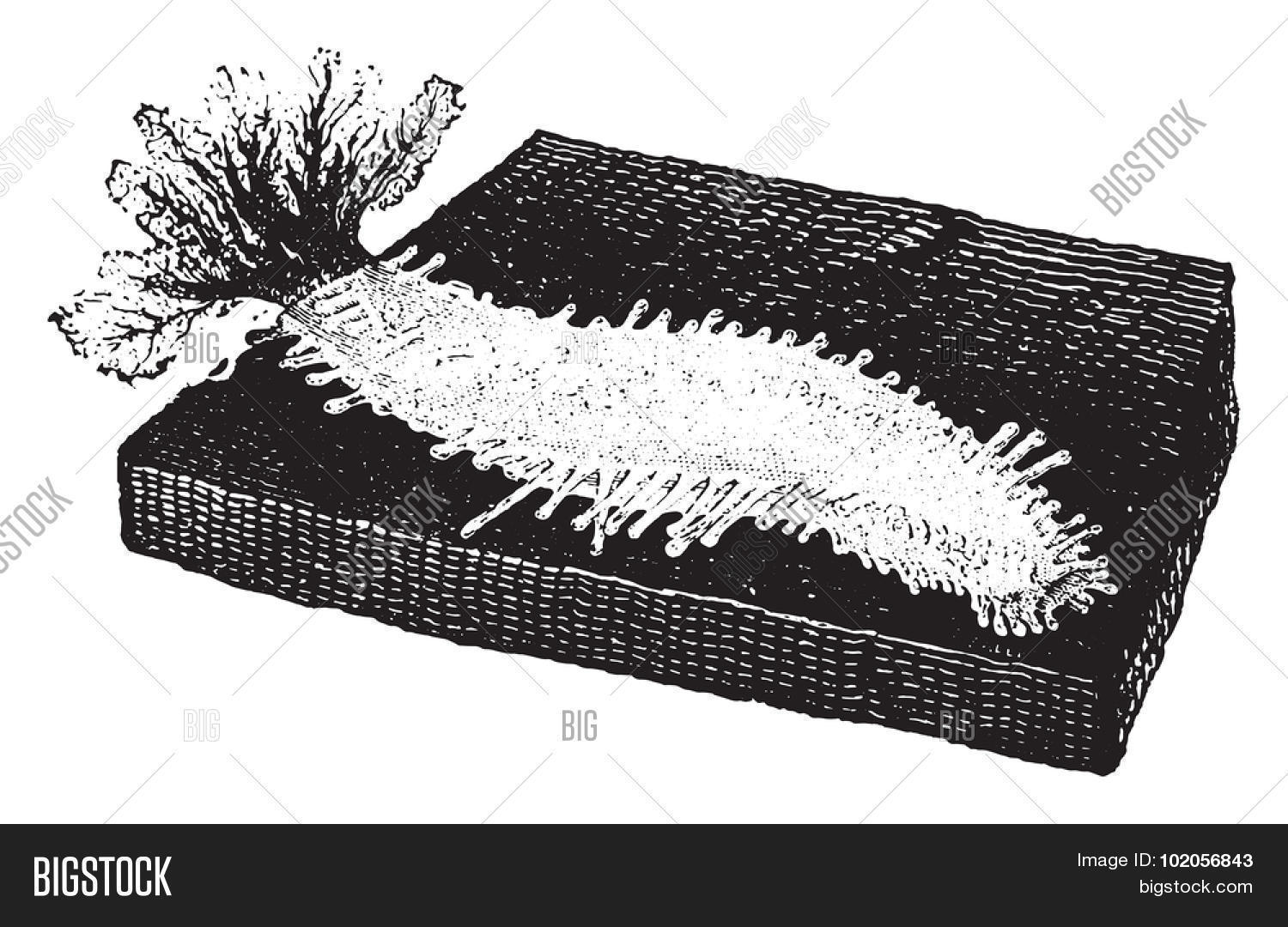 Sea Cucumber., Vector & Photo (Free Trial) | Bigstock