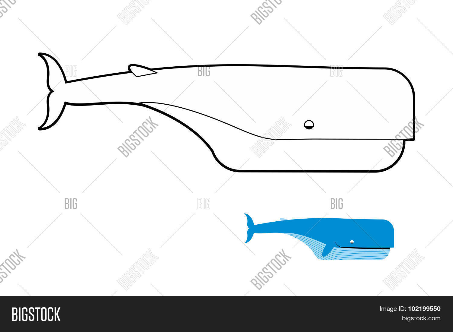 Sperm Whale Coloring Vector & Photo (Free Trial) | Bigstock