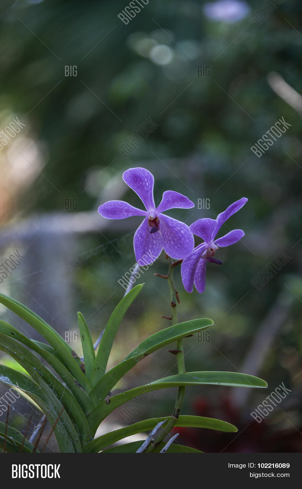 Purple Aranda Orchid, Image & Photo (Free Trial) | Bigstock