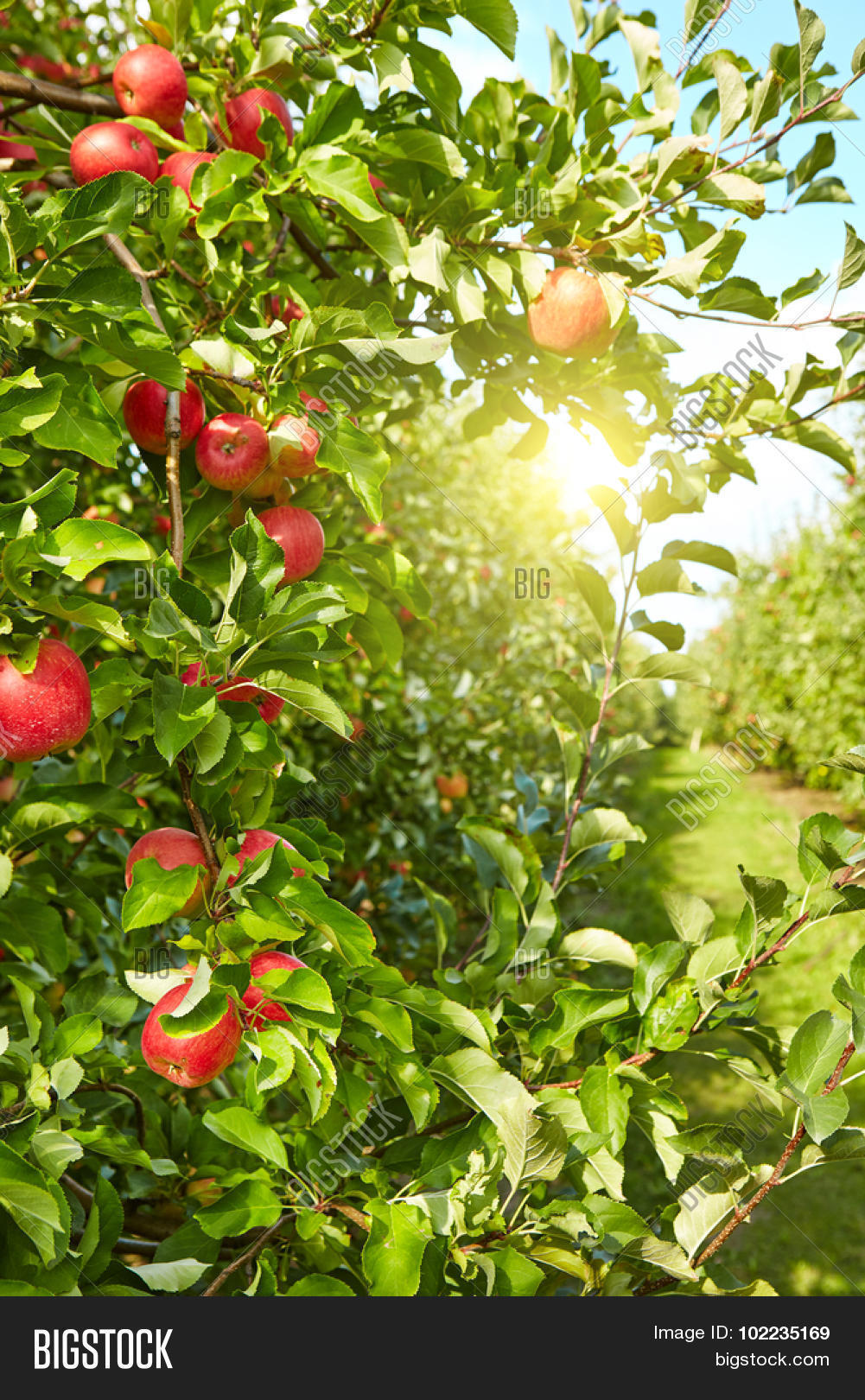 Red Apples On Trees Image & Photo (Free Trial) | Bigstock