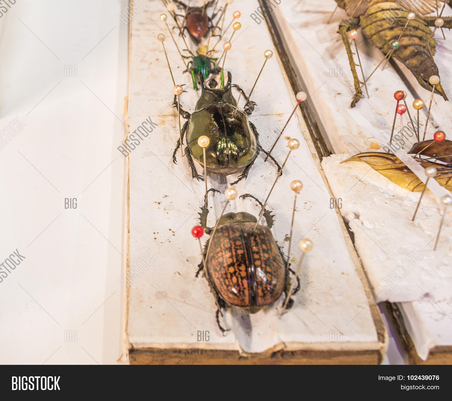 Collection Beetle Image & Photo (Free Trial) | Bigstock