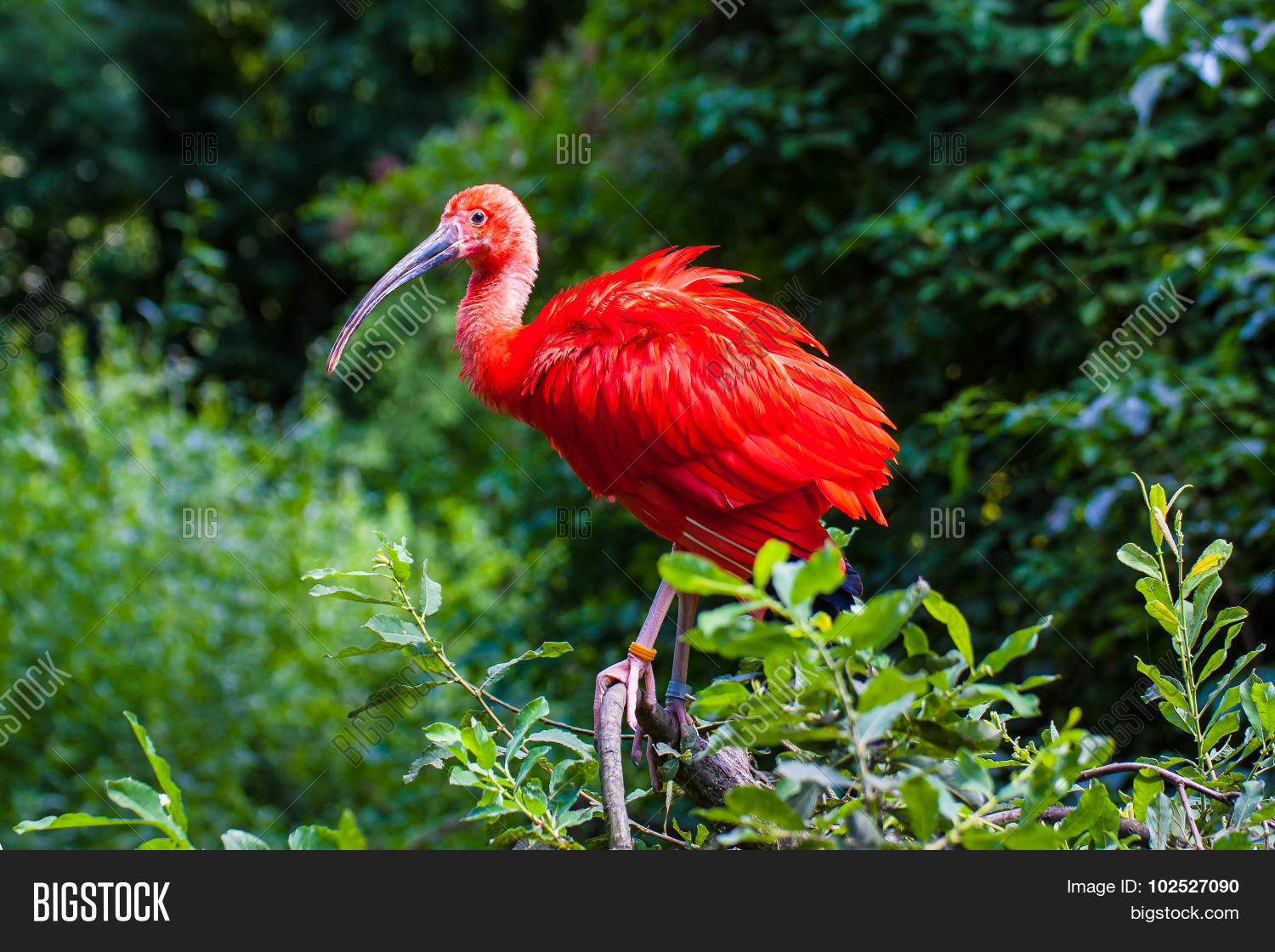 Scarlet Ibis Image & Photo (Free Trial) | Bigstock