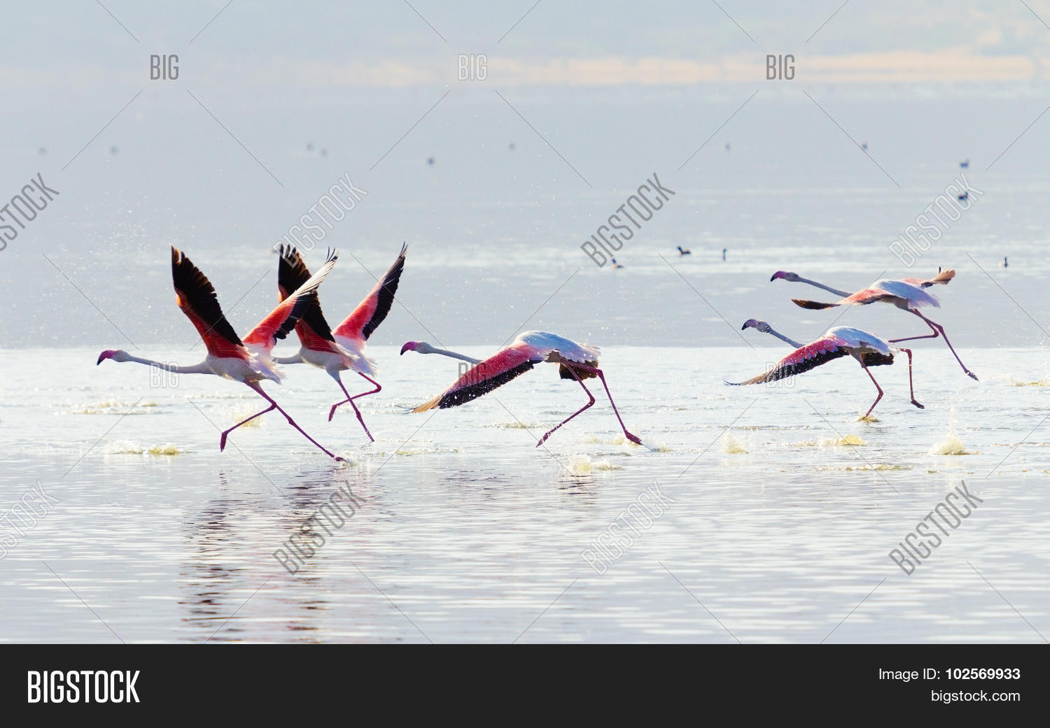 Flying Flamingo Image & Photo (Free Trial) | Bigstock