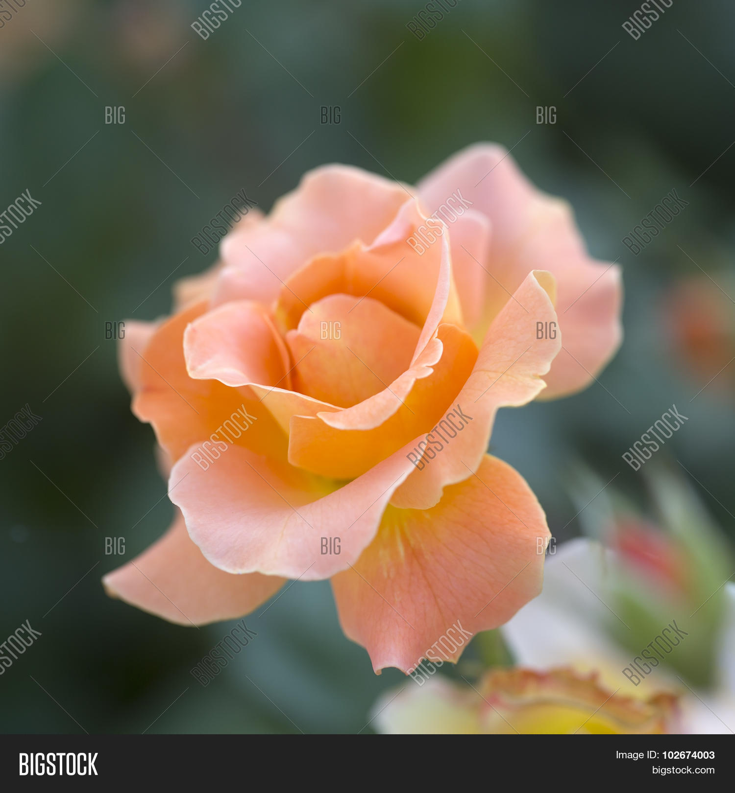 Wild Rose Bud Closeup Image & Photo (Free Trial) | Bigstock