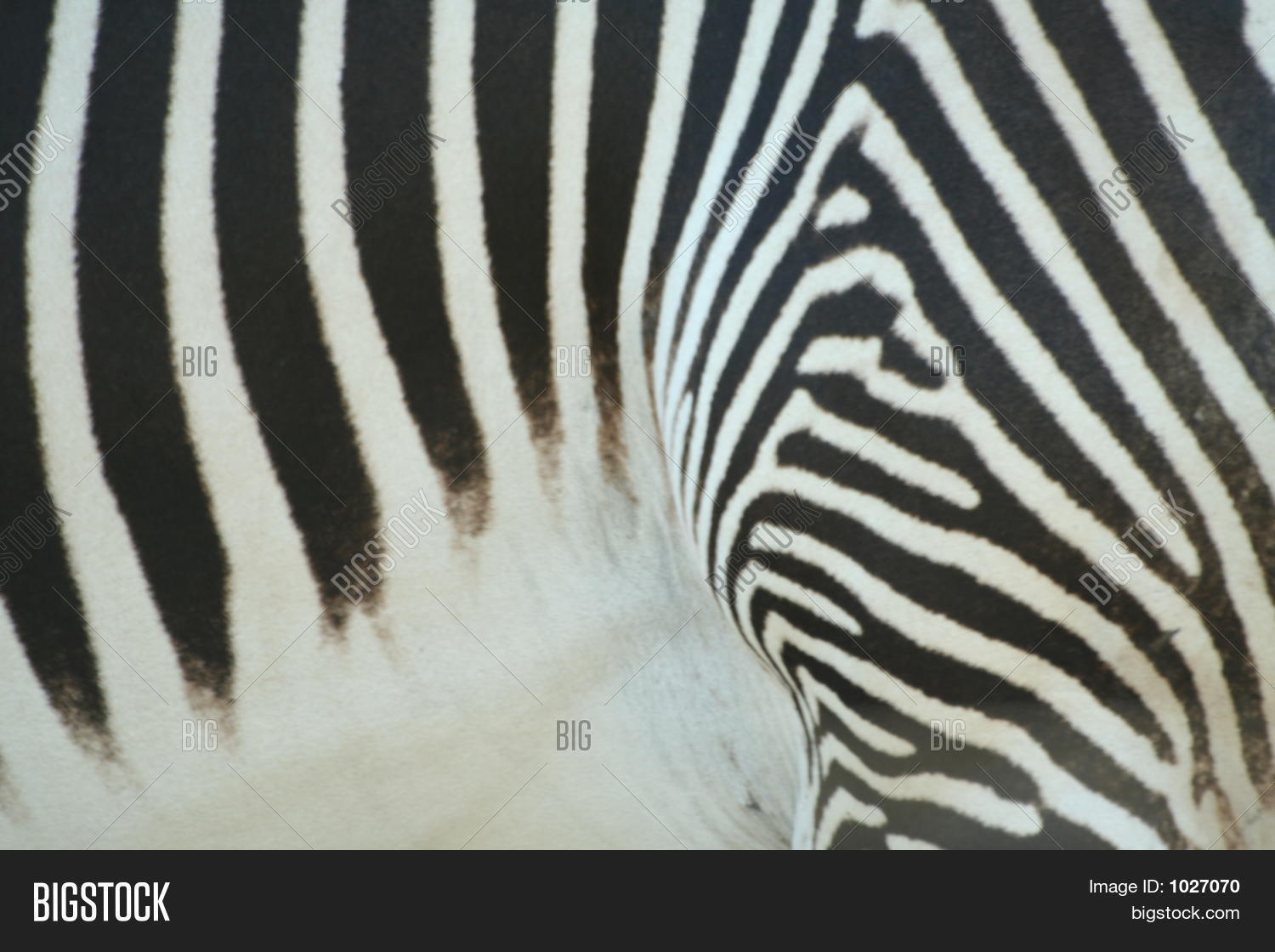 Zebra Hide Image & Photo (Free Trial) | Bigstock