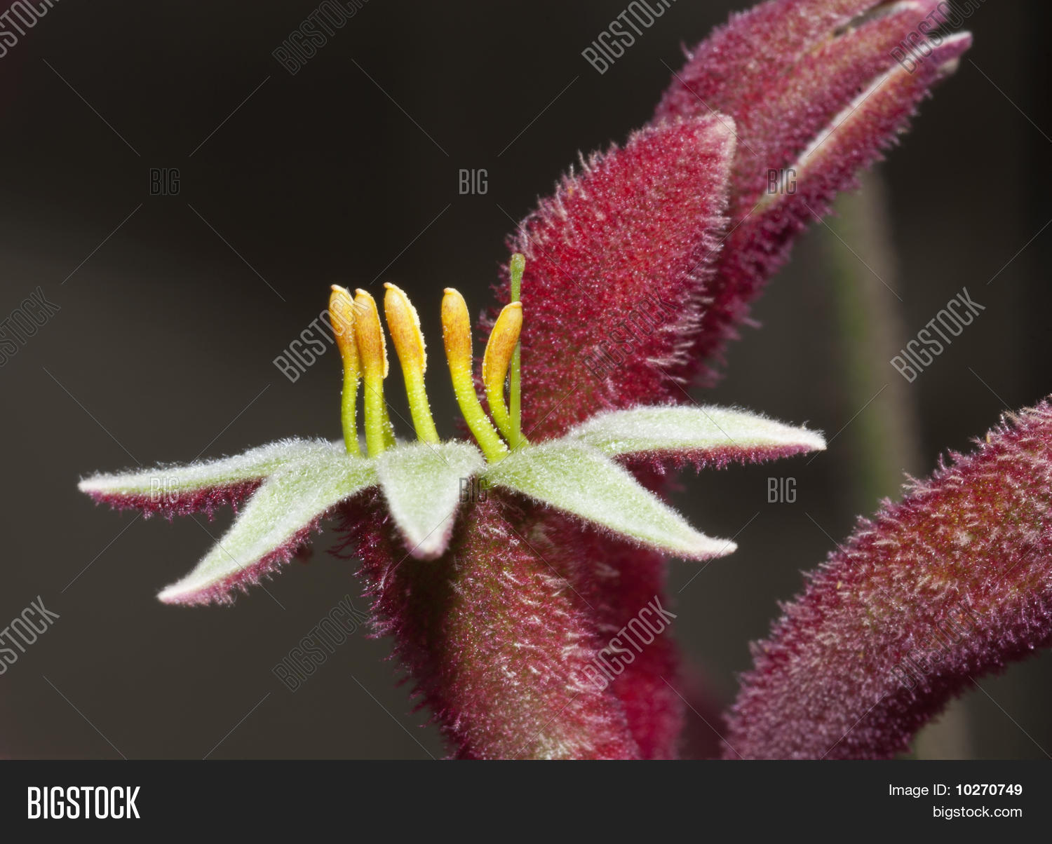 Kangaroo Paw Flower Image & Photo (Free Trial) | Bigstock