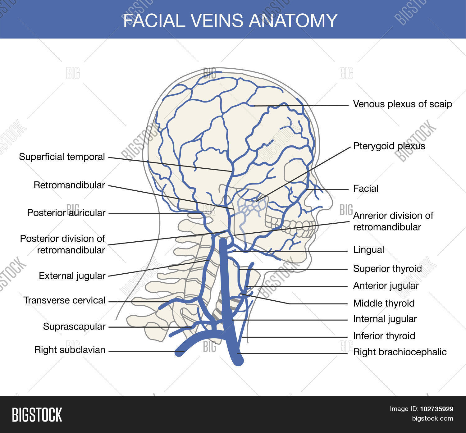 Human Facial Vein Vector & Photo (Free Trial) | Bigstock