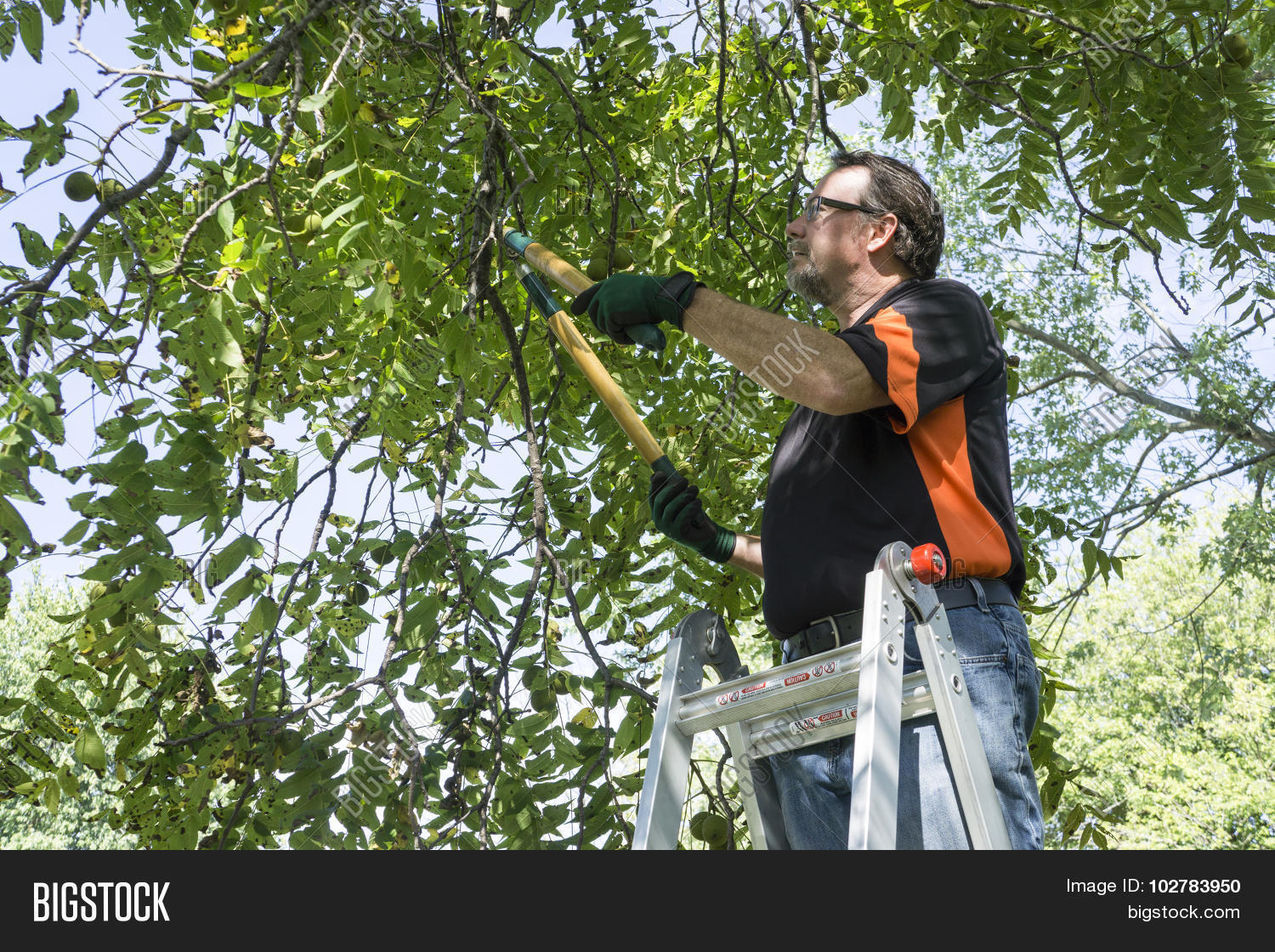 Trimming Limb Off Tree Image & Photo (Free Trial) | Bigstock