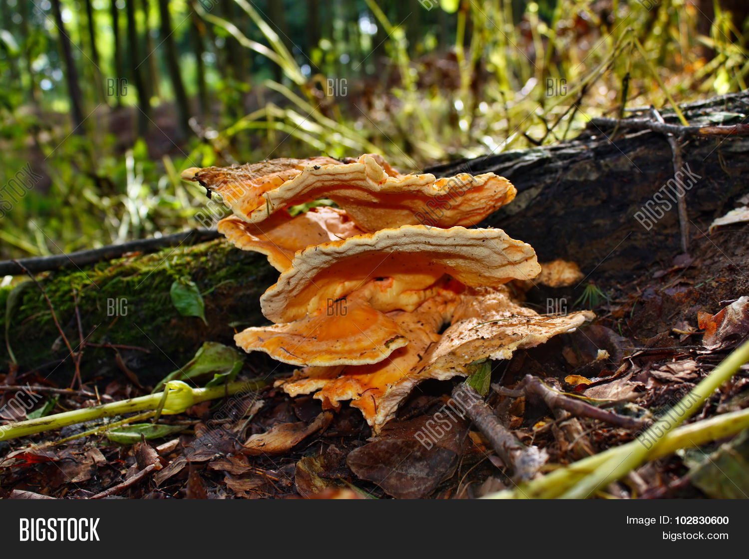 Edible Mushroom Image & Photo (Free Trial) | Bigstock