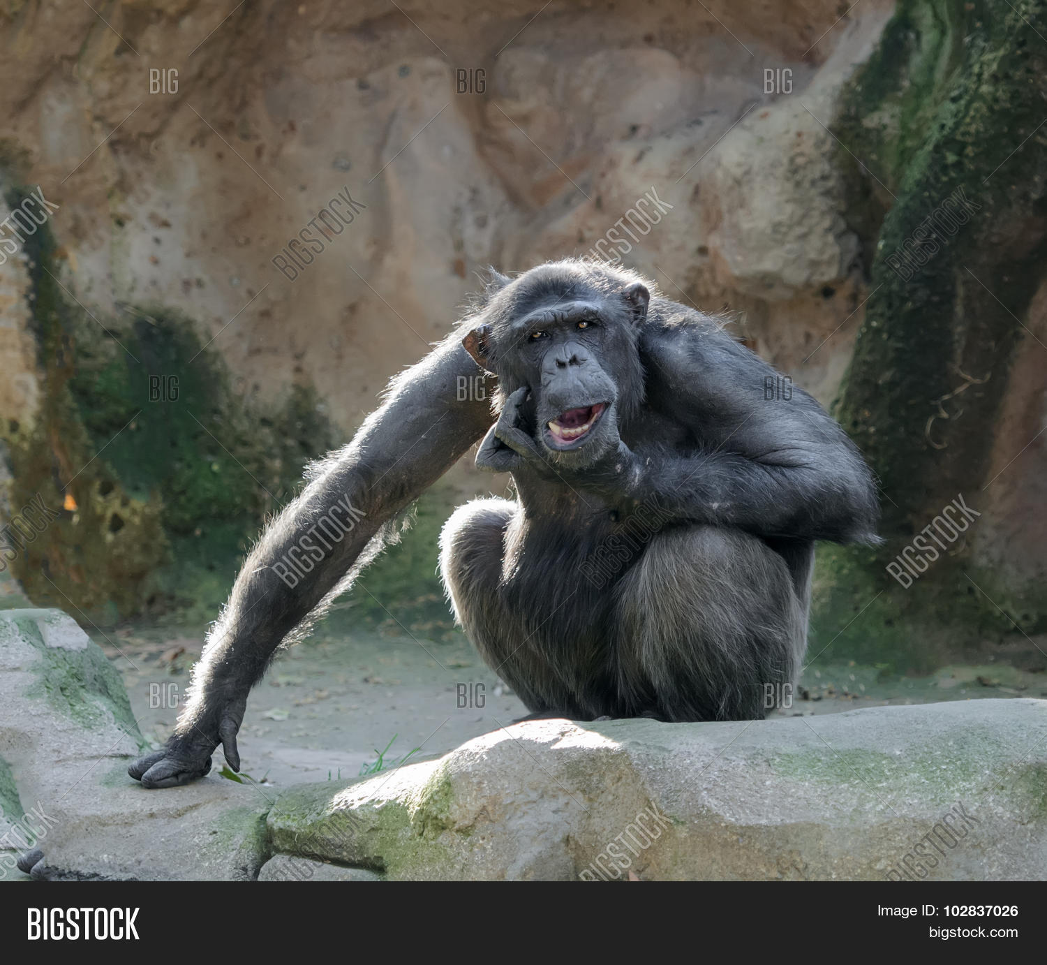 Chimpanzee Scratching Image & Photo (Free Trial) | Bigstock