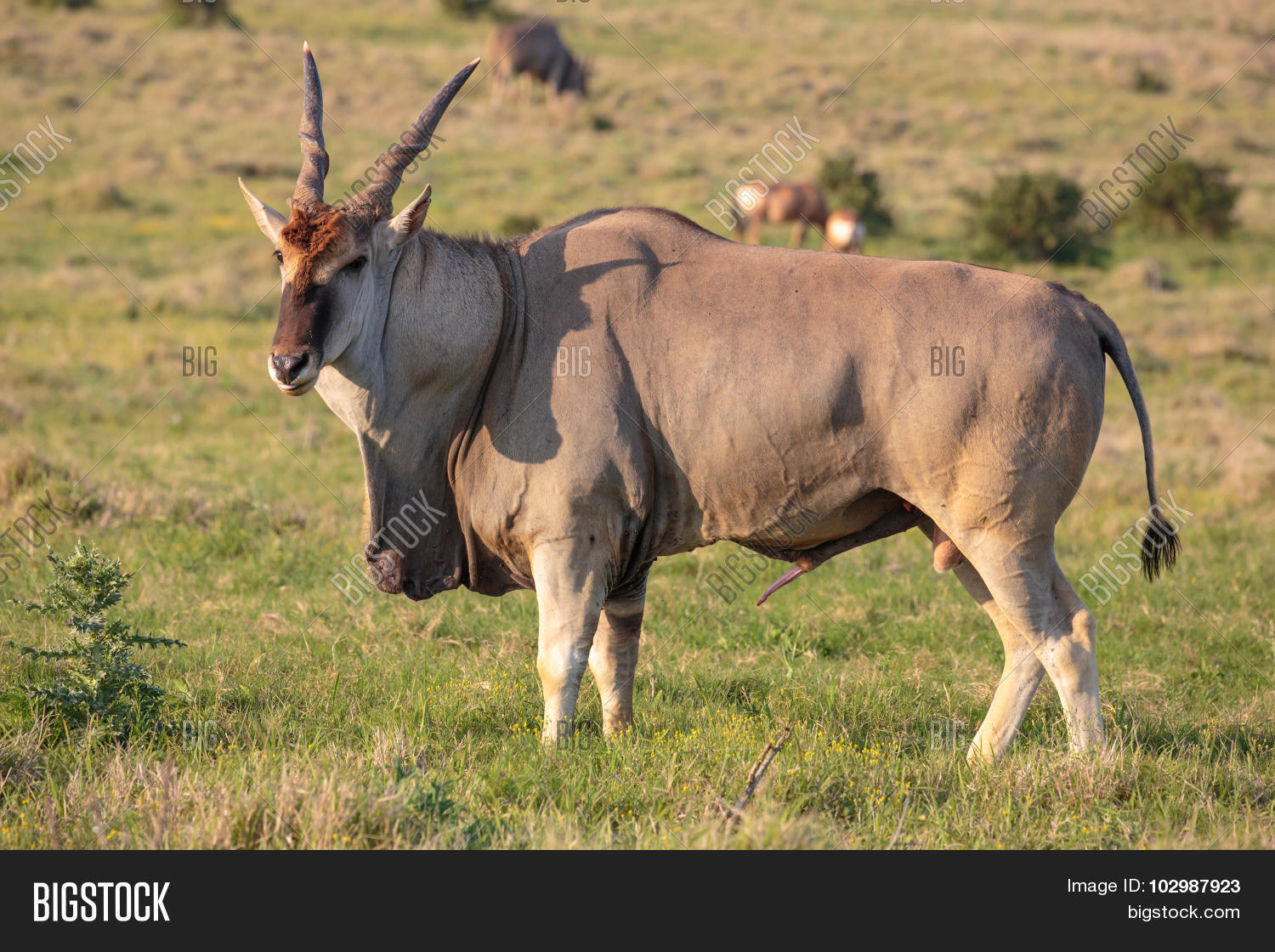 Male Eland Antelope Image & Photo (Free Trial) | Bigstock