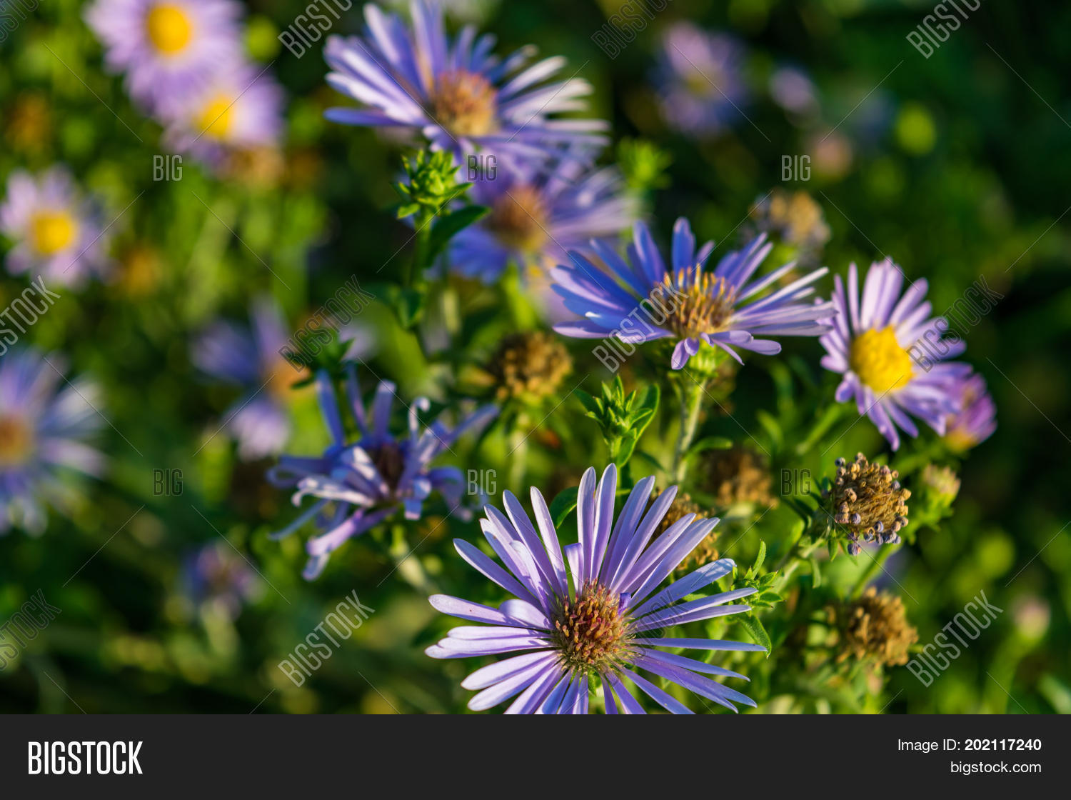 Aster Novi Belgii On Image & Photo (Free Trial) | Bigstock