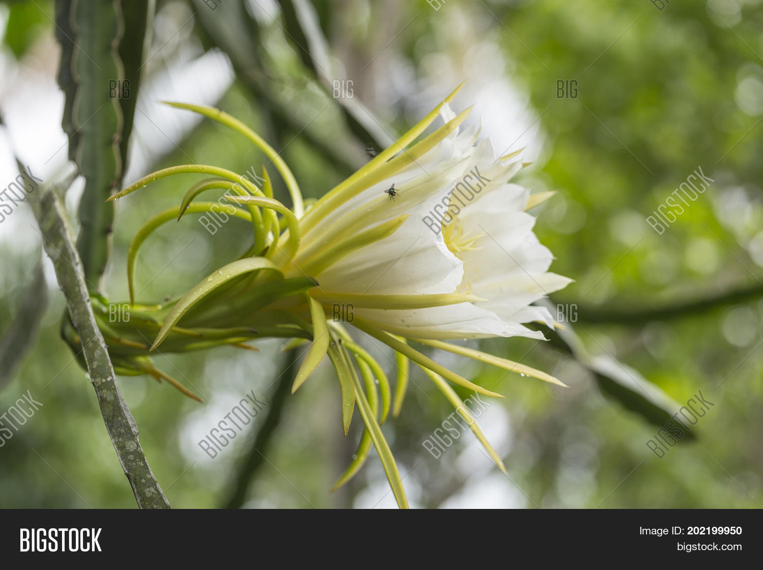 Blossom White Dragon Image & Photo (Free Trial) | Bigstock