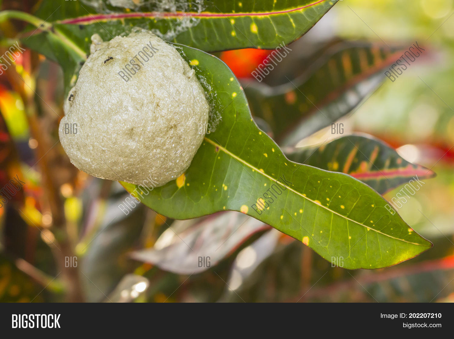 Clutch Tree Frog Eggs Image & Photo (Free Trial) | Bigstock