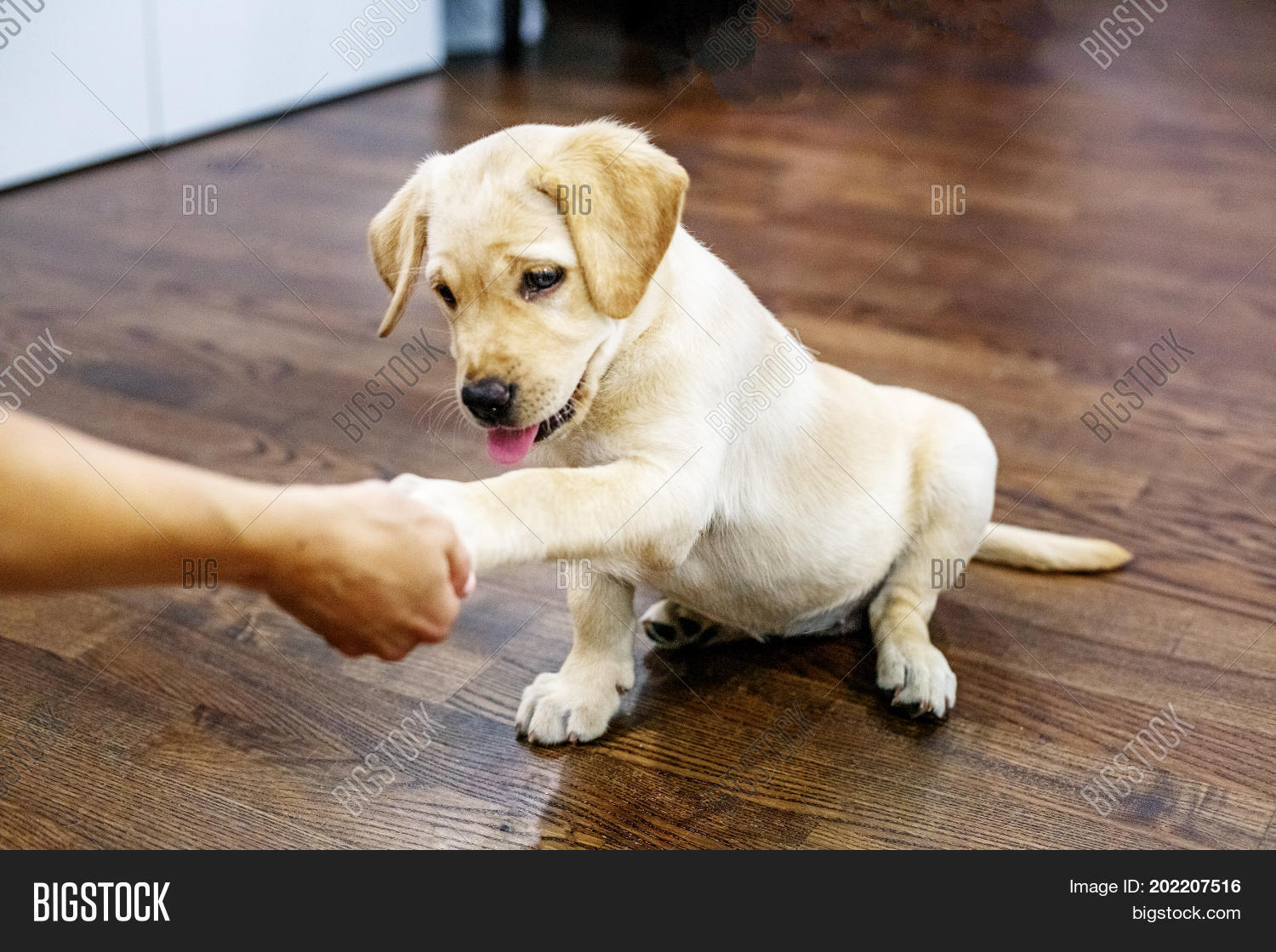 Little Labrador Puppy Image & Photo (Free Trial) | Bigstock