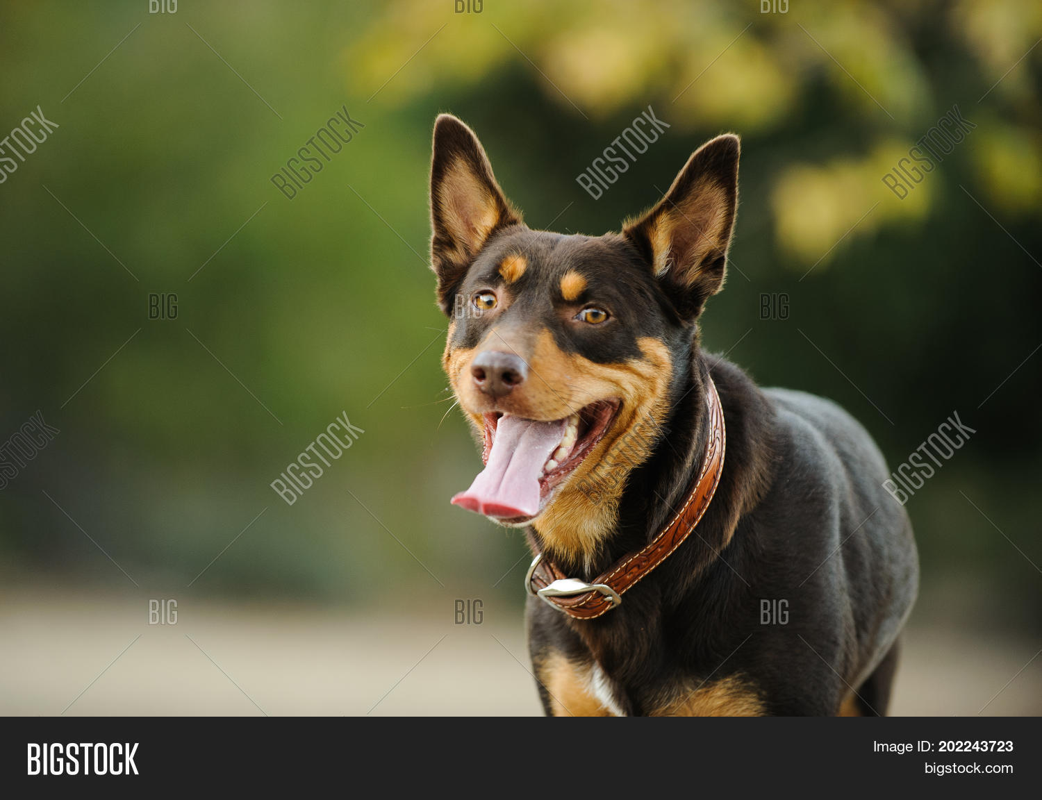 Australian Kelpie Image & Photo (Free Trial) | Bigstock
