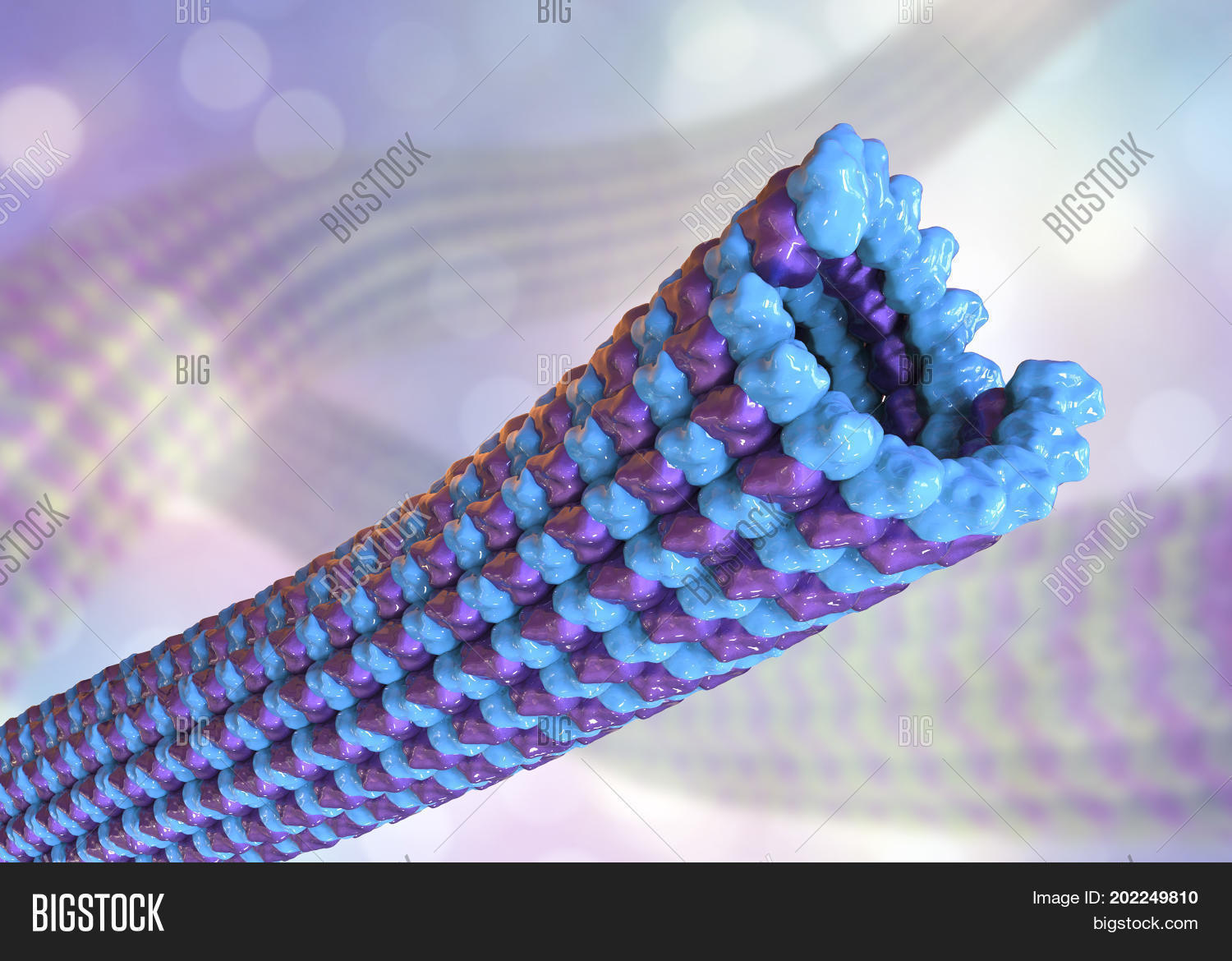 Microtubule, 3D Image & Photo (Free Trial) | Bigstock