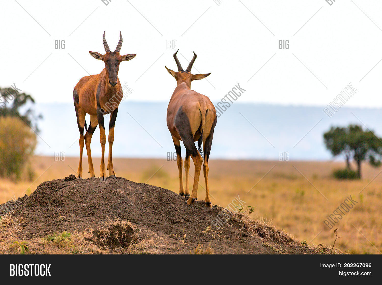 Topi Antelopes Image & Photo (Free Trial) | Bigstock
