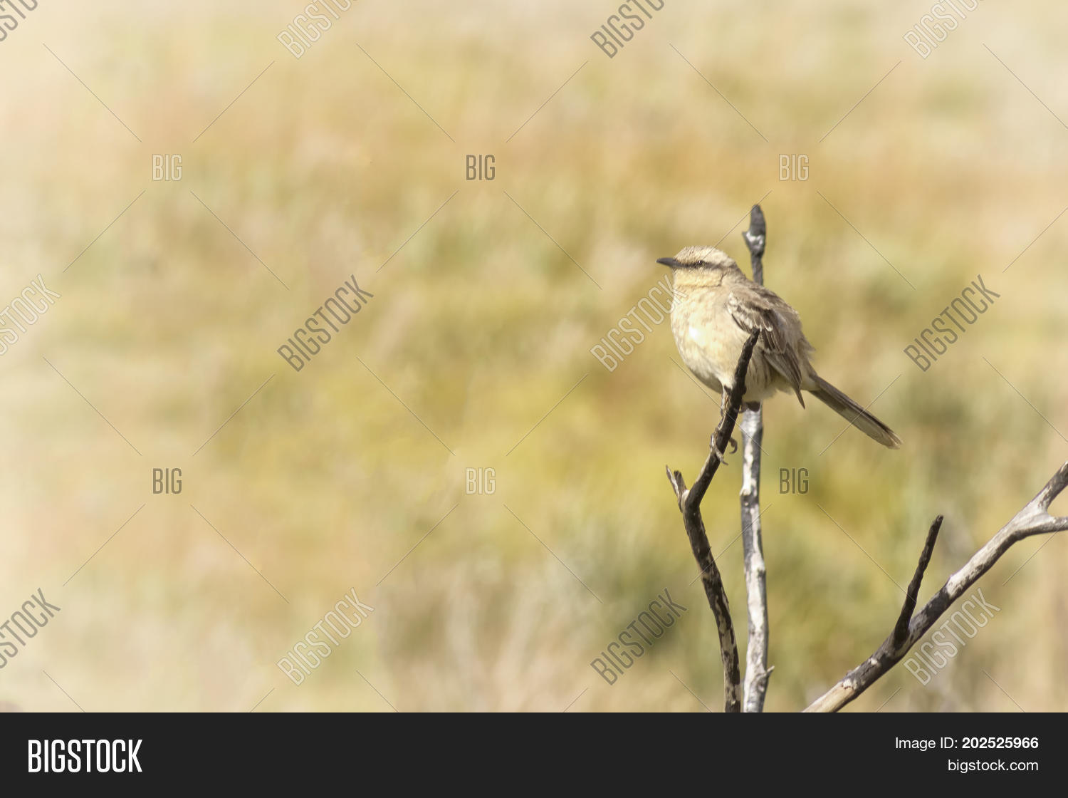 Chalk-browed - Mimus Image & Photo (Free Trial) | Bigstock