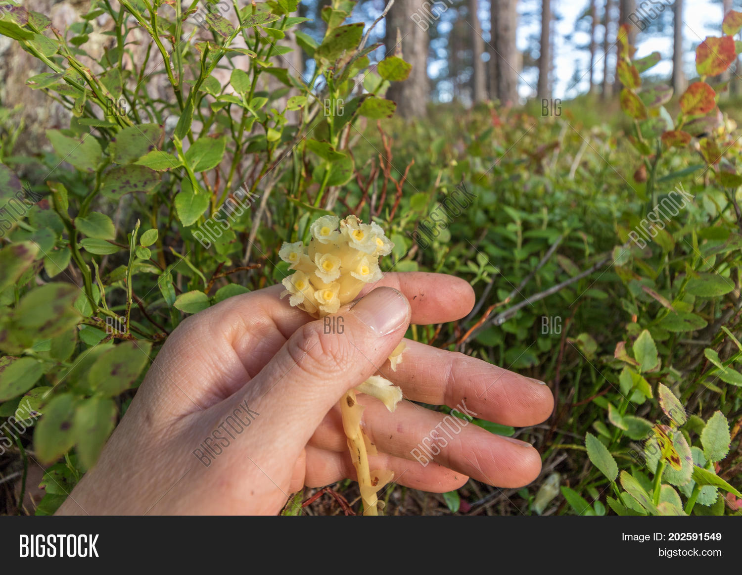 Dutchman's Pipe, Image & Photo (Free Trial) | Bigstock