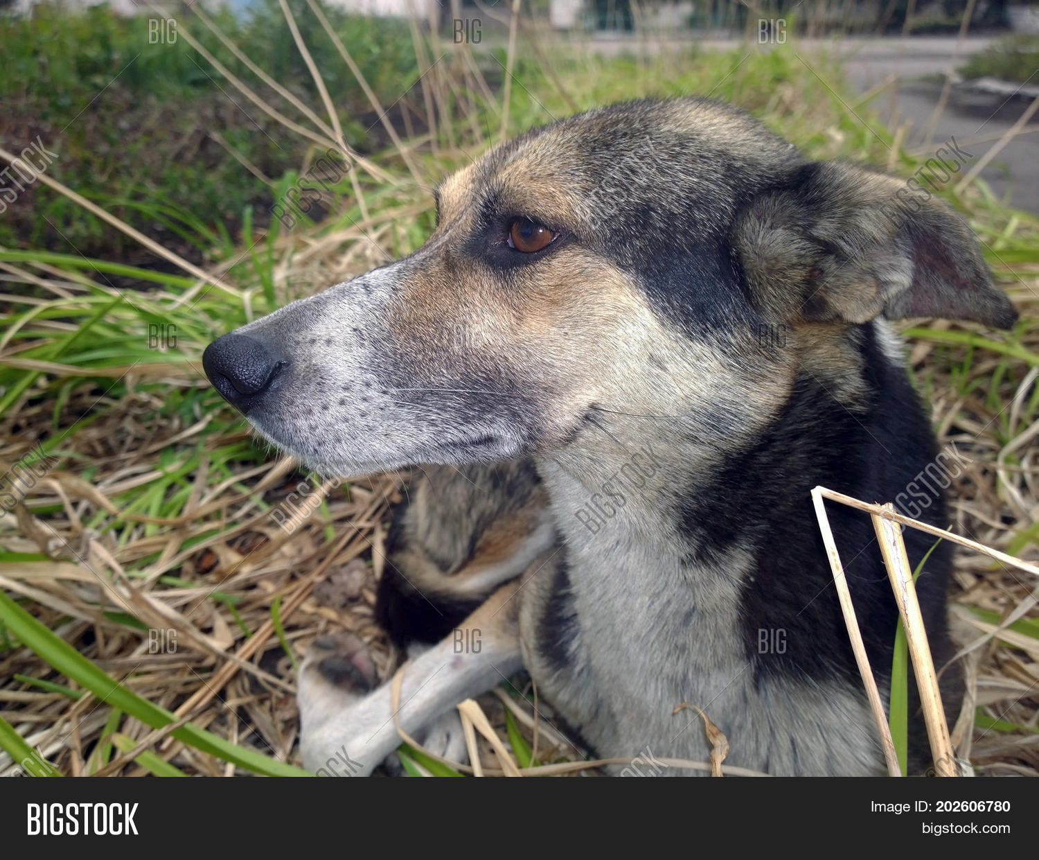 Dog Head Profile View