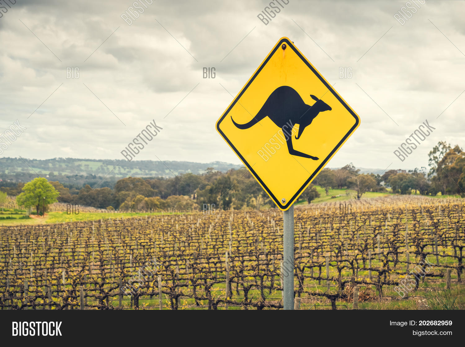 Kangaroo Road Sign On Image & Photo (Free Trial) | Bigstock