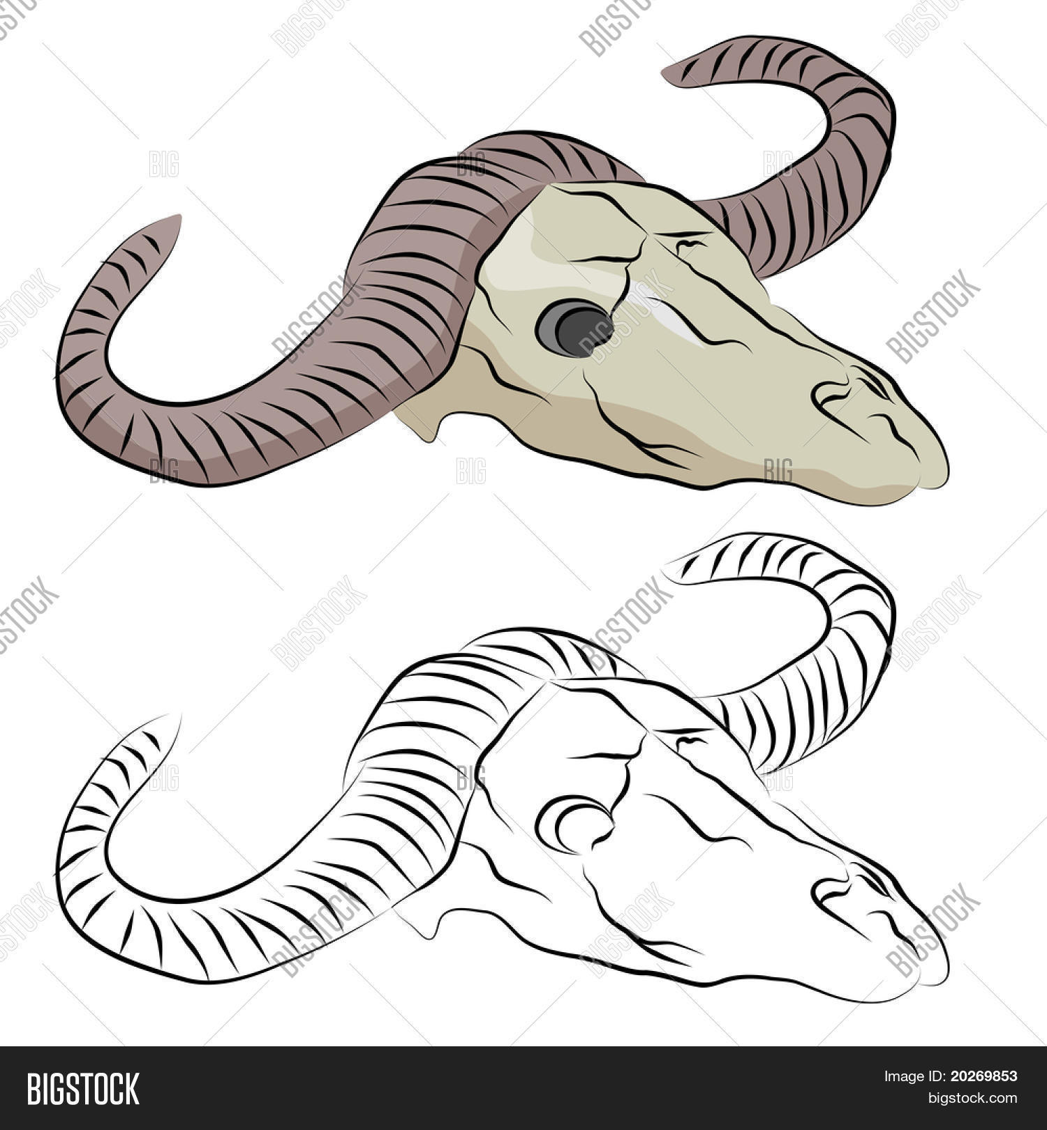 Image Ox Skull Line Vector & Photo (Free Trial) | Bigstock
