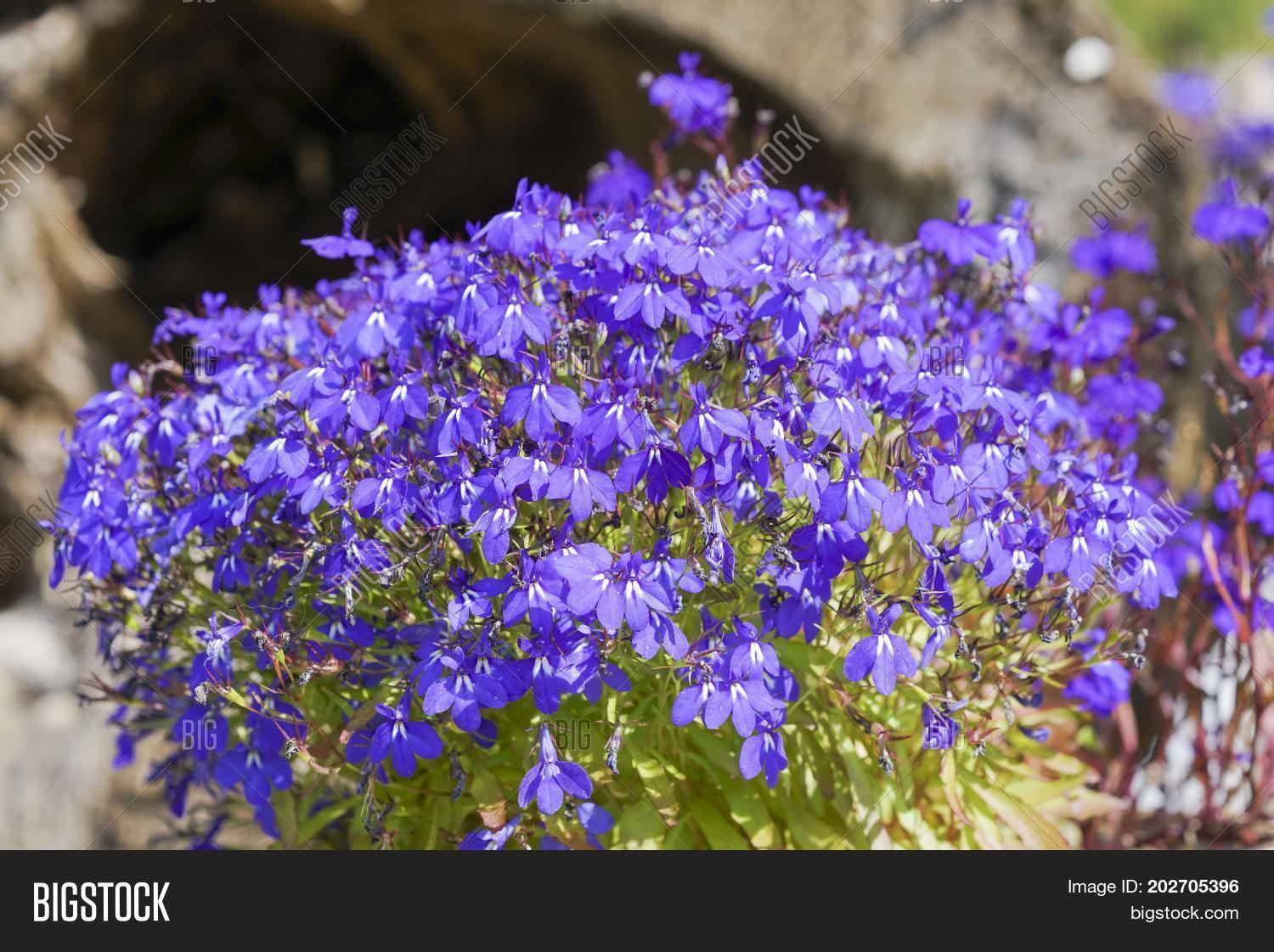 Colorful Lobelia Image & Photo (Free Trial) | Bigstock