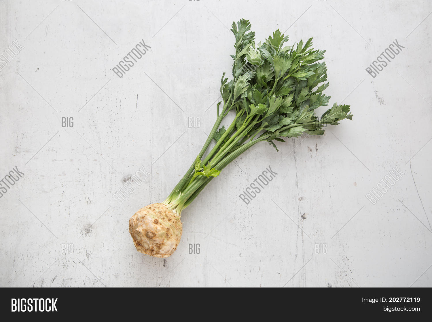 Celery. Fresh Celery Image & Photo (Free Trial) | Bigstock