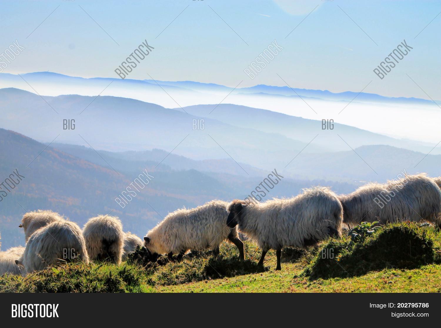 Ovejas Pastando En La Image & Photo (Free Trial) | Bigstock