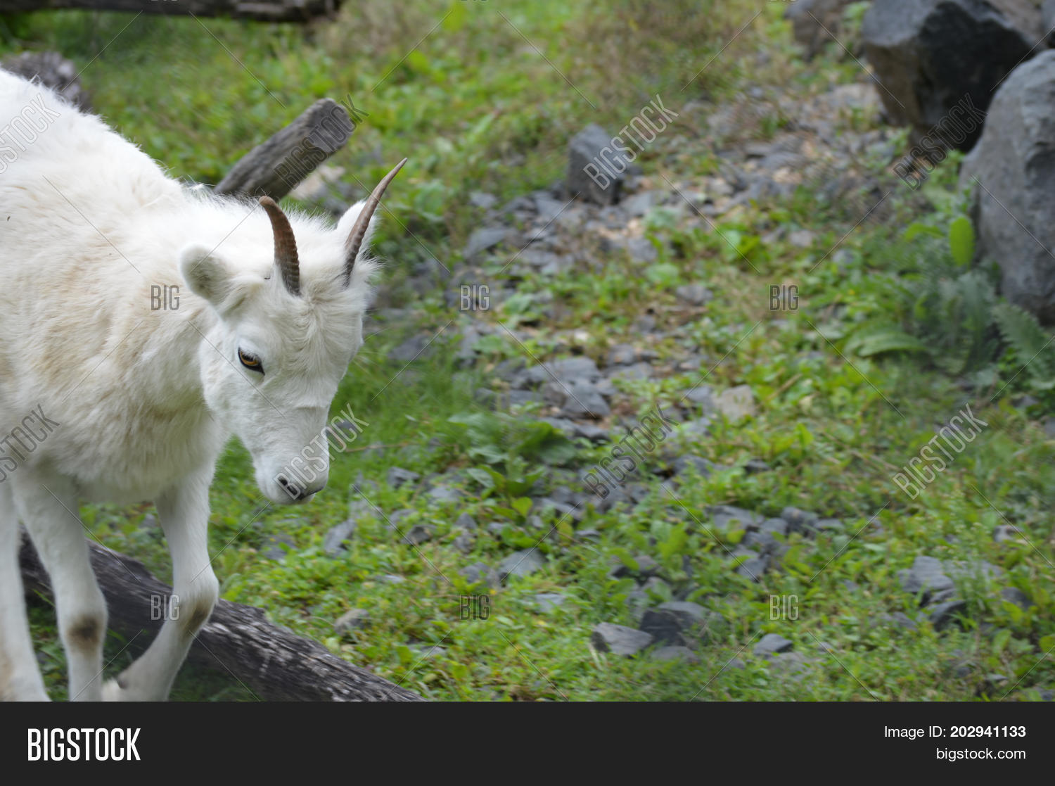 Female Dall Sheep Image & Photo (Free Trial) | Bigstock