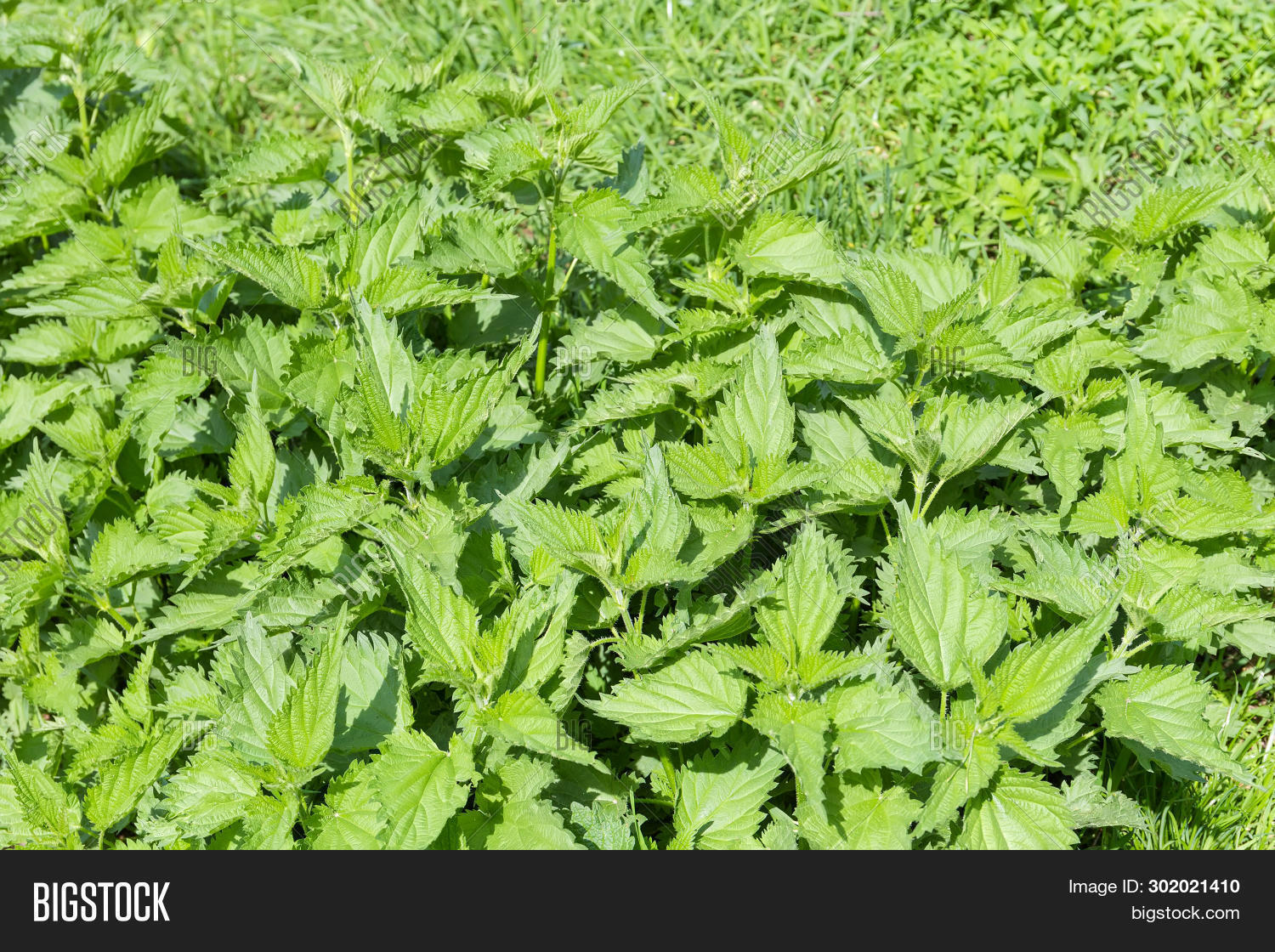 Bush Stinging Nettle Image & Photo (Free Trial) | Bigstock