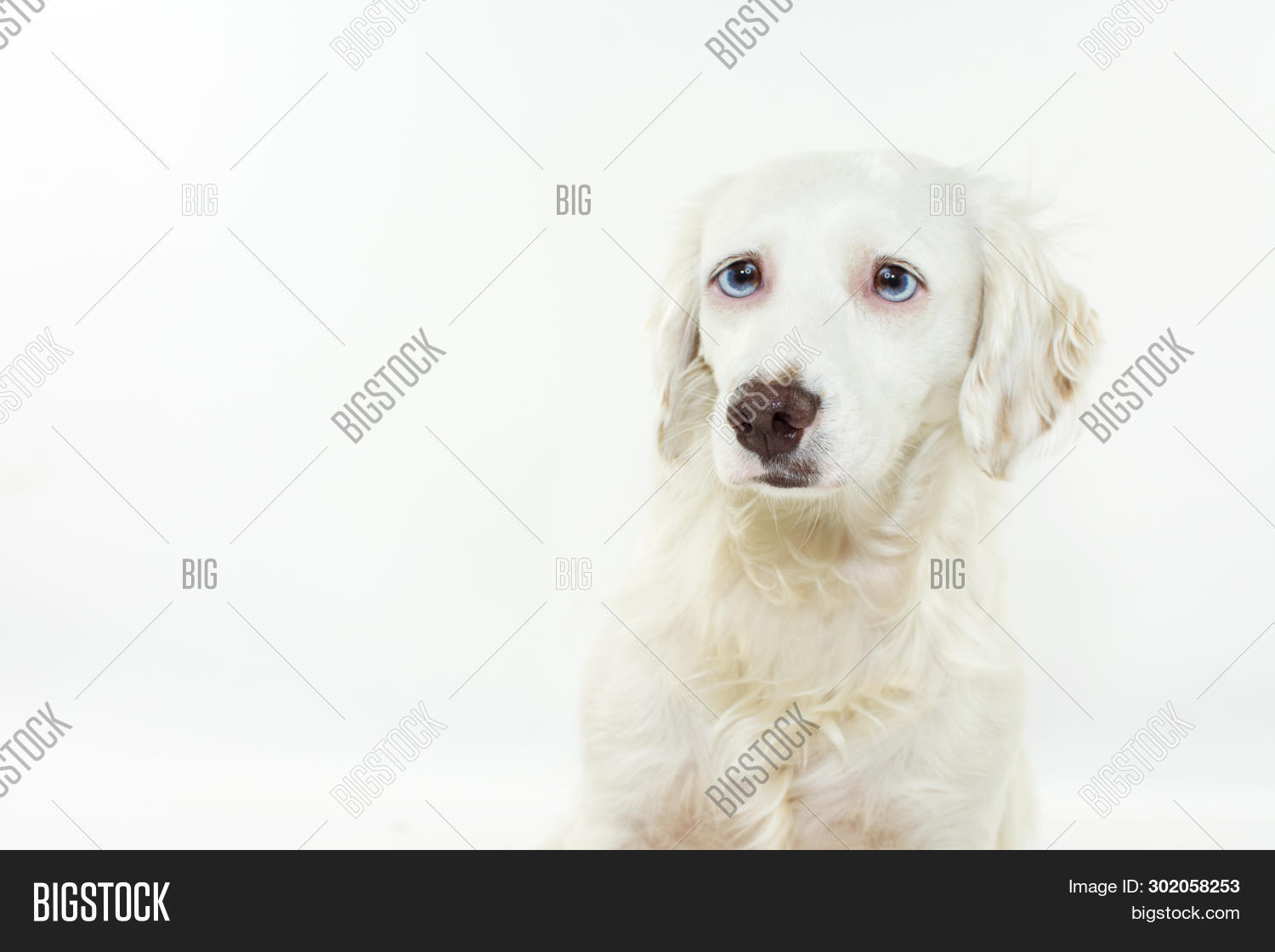 Sad Scared Dog Puppy Image & Photo (Free Trial) | Bigstock