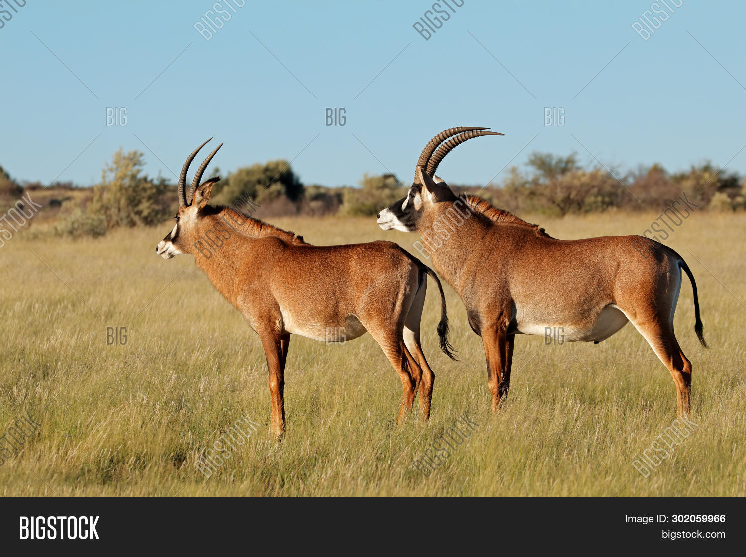 Pair Rare Roan Image & Photo (Free Trial) | Bigstock