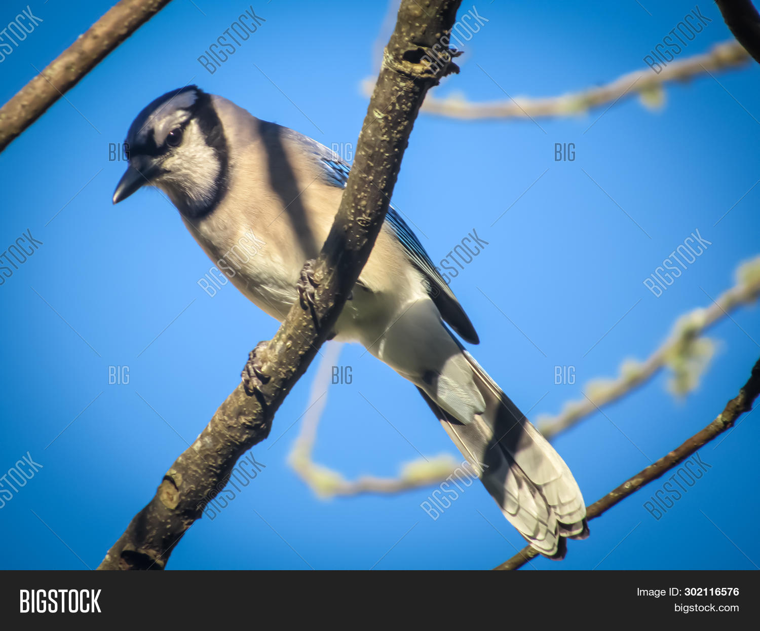 Blue Jay Sitting Tree Image & Photo (Free Trial) | Bigstock