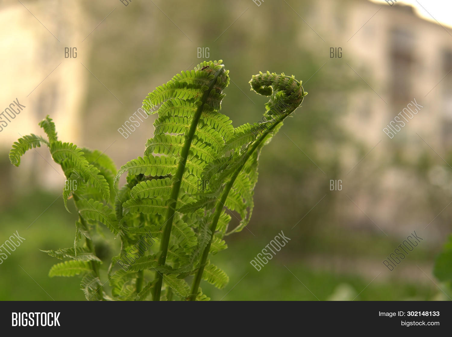 Young Green Shoots Image & Photo (Free Trial) | Bigstock