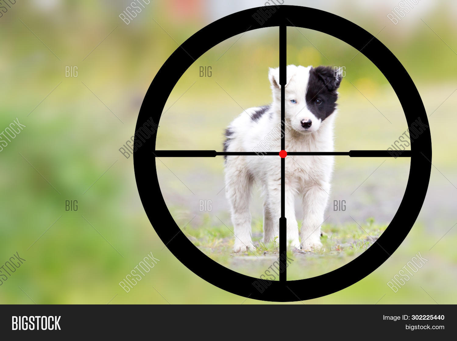 Border Collie Useful For Any Hunting