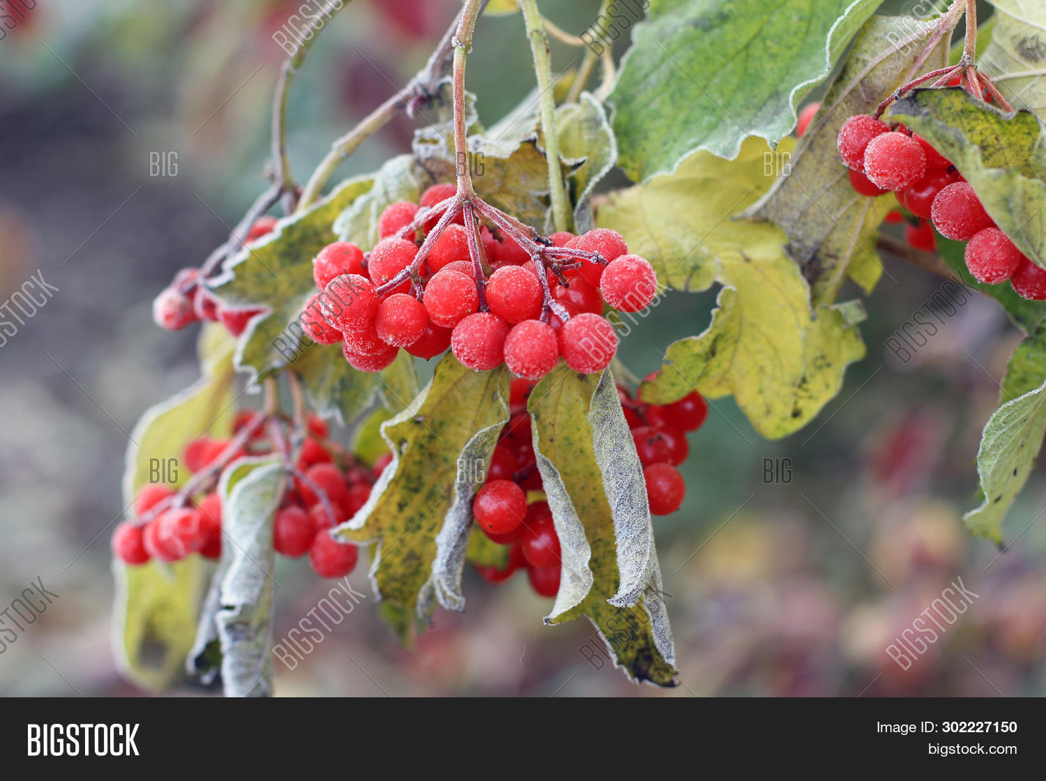 Frozen Viburnum Fall. Image & Photo (Free Trial) | Bigstock