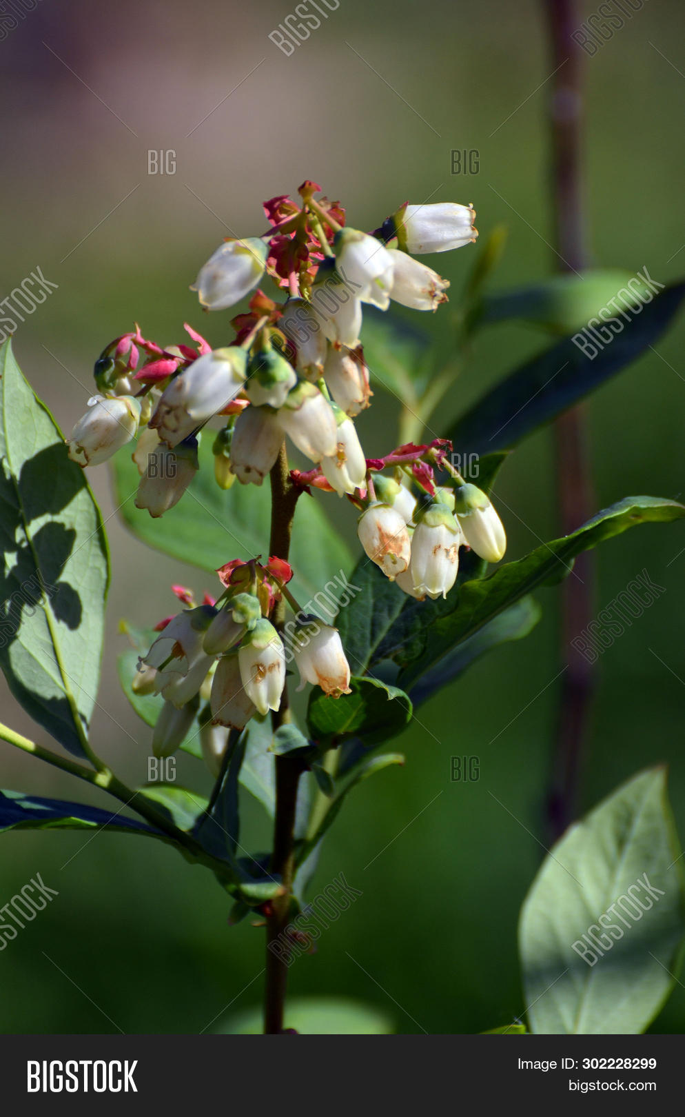 Blueberry Branch Image & Photo (Free Trial) | Bigstock