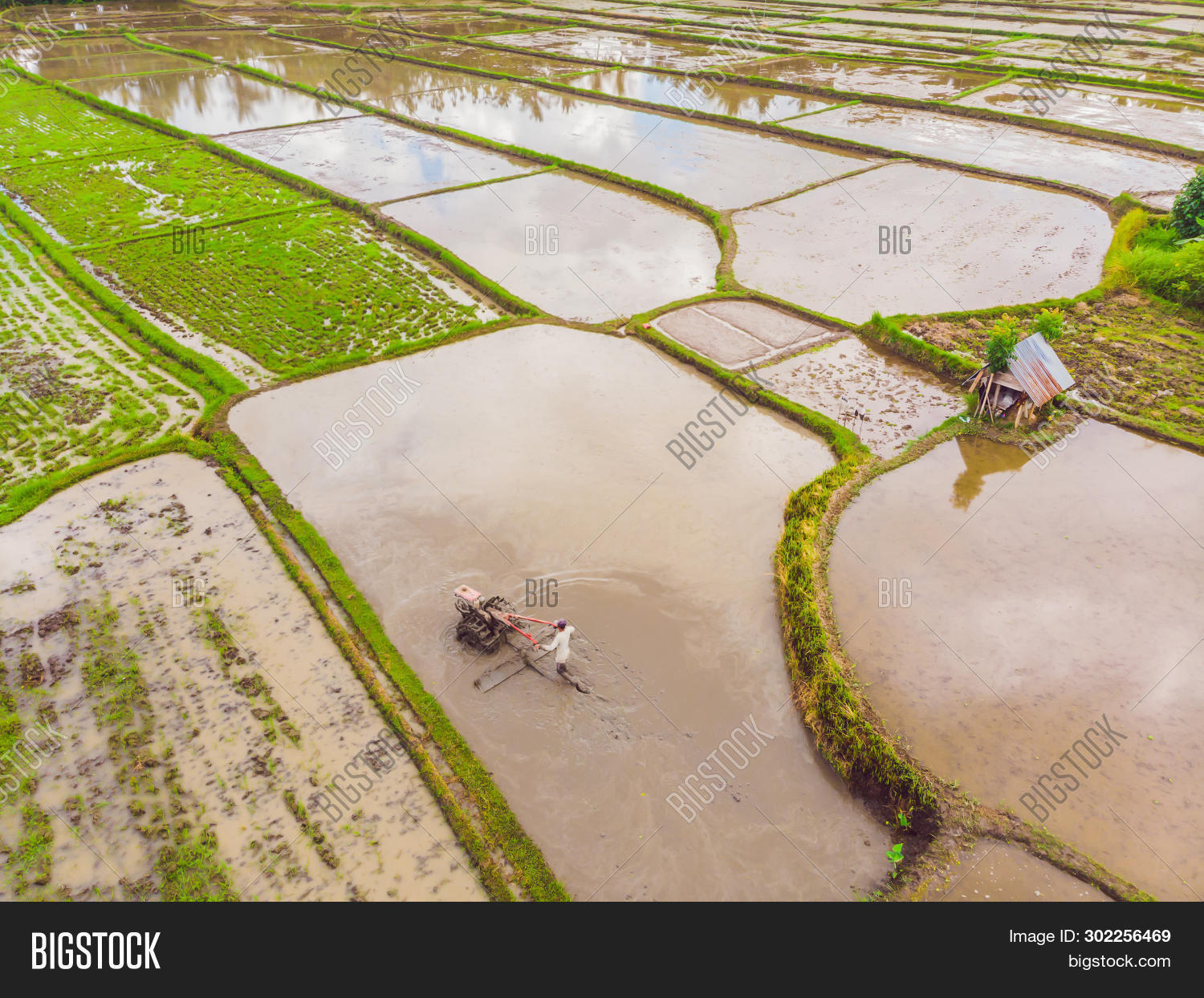 Rice Fields Flooded Image & Photo (Free Trial) | Bigstock